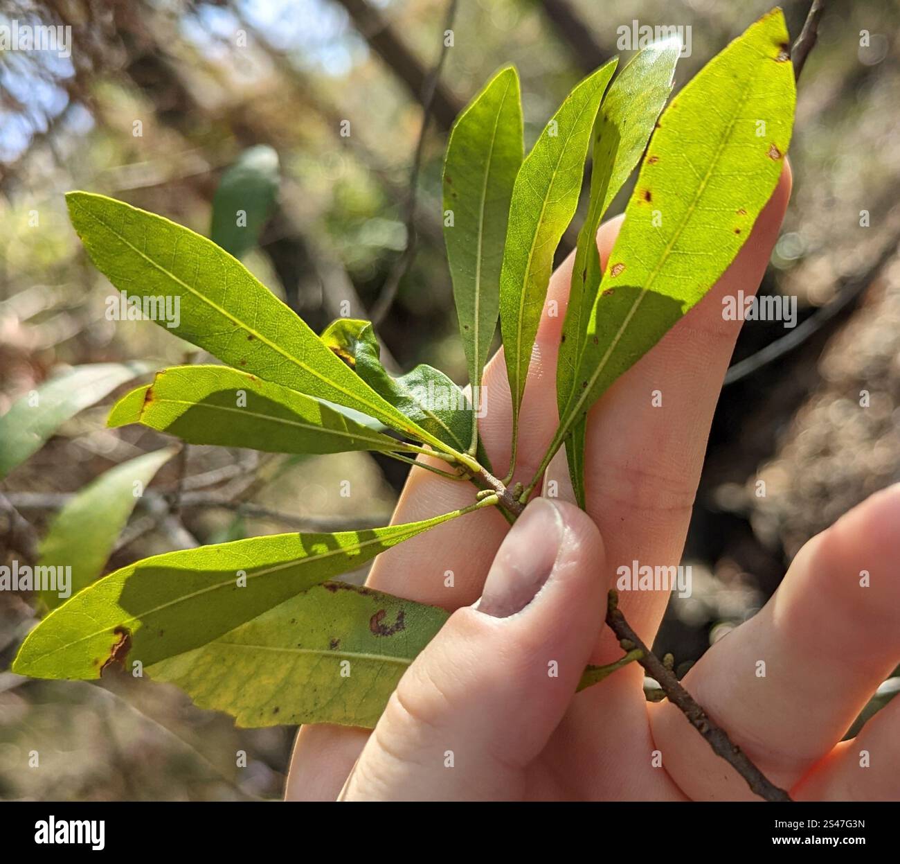 wax myrtle (Morella cerifera Stock Photo - Alamy