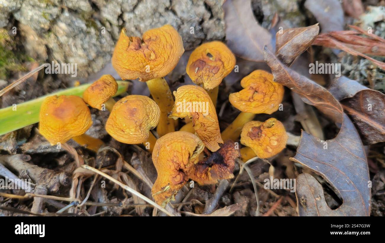 southern jack-o'-lantern (Omphalotus subilludens Stock Photo - Alamy