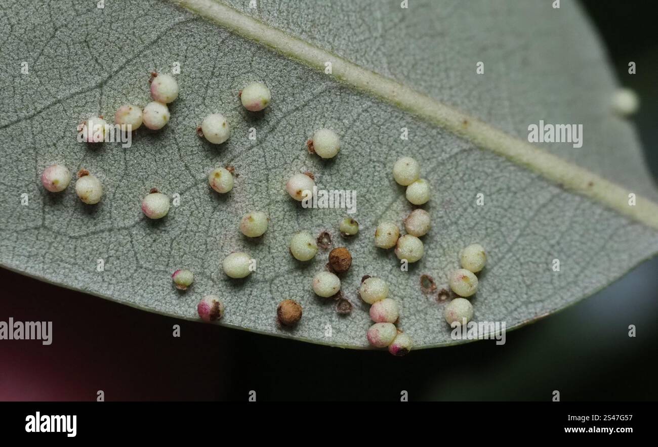 (Neuroterus saltatorius texanus Stock Photo - Alamy