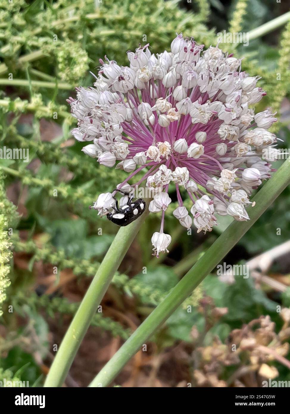 Common White-spotted Fruit Chafer (Mausoleopsis amabilis amabilis Stock ...