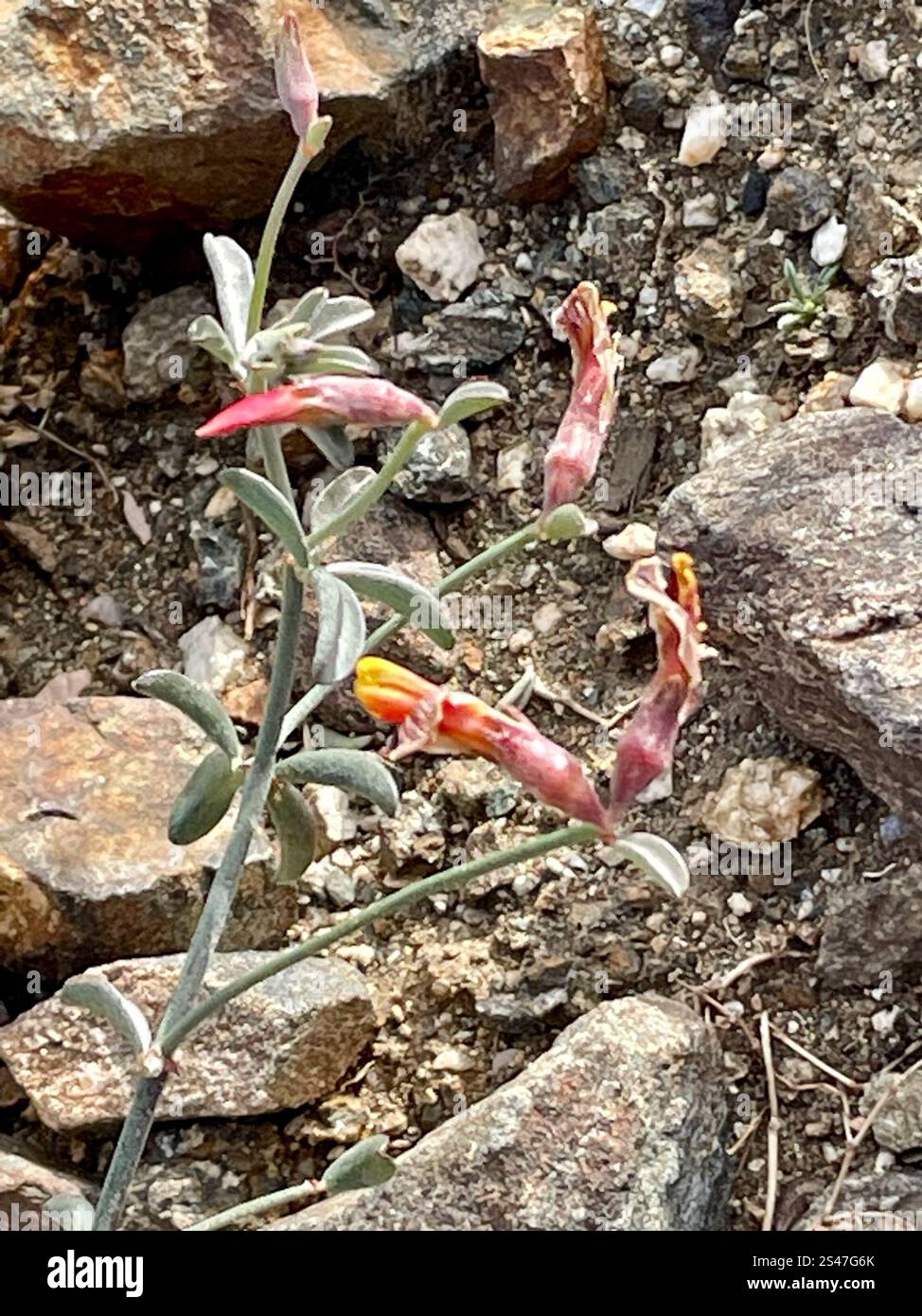 shrubby deervetch (Acmispon rigidus Stock Photo - Alamy