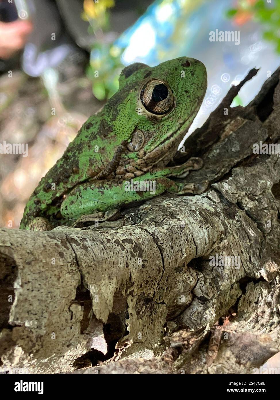 Cuban Tree Frog (Osteopilus septentrionalis Stock Photo - Alamy