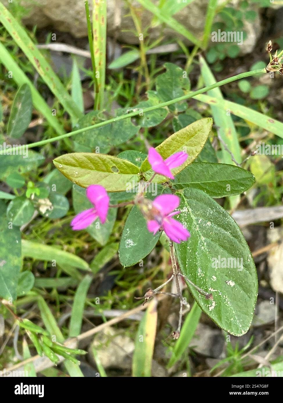 creeping beggarweed (Desmodium incanum Stock Photo - Alamy