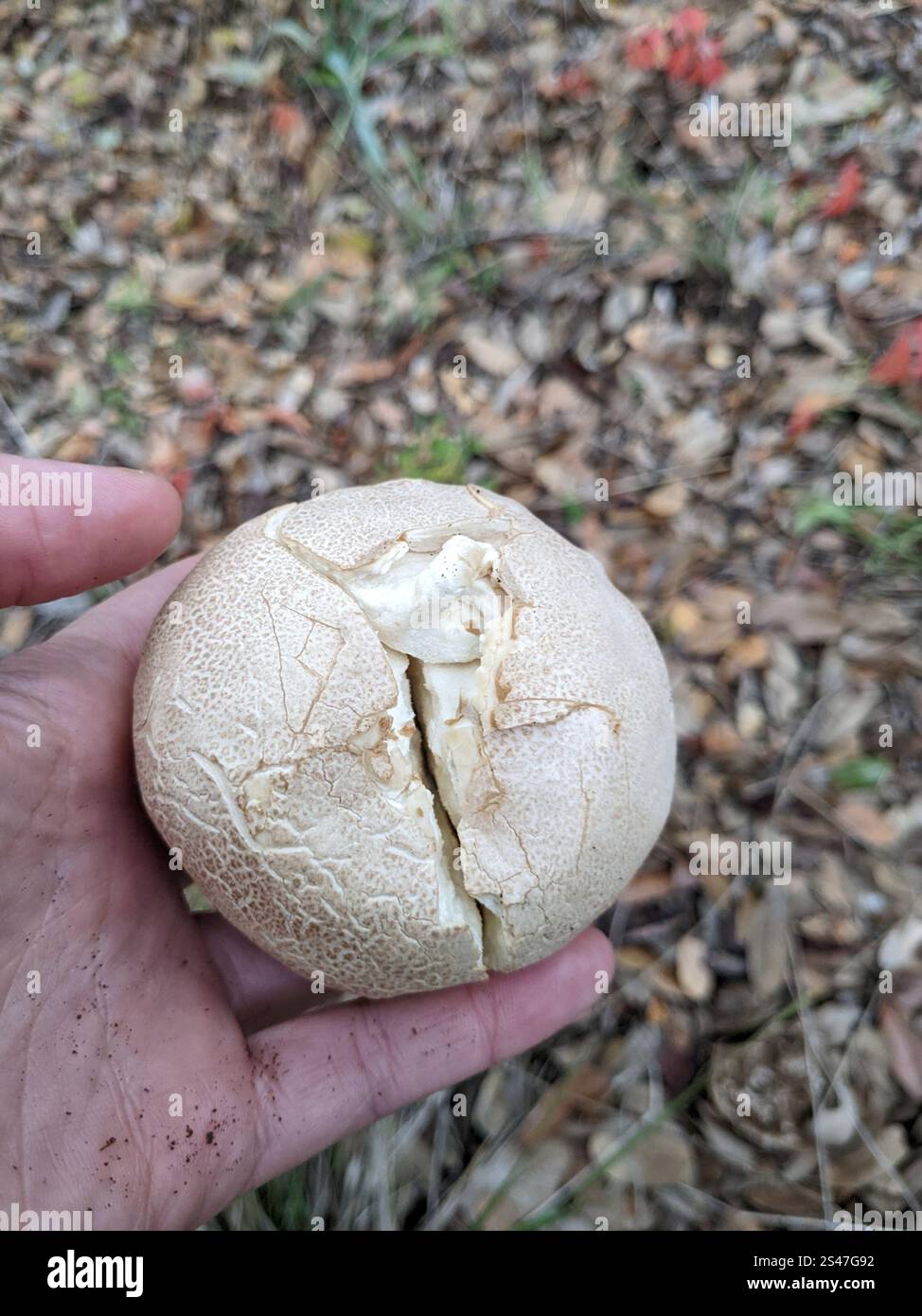 Purple-spored Puffball (Calvatia cyathiformis Stock Photo - Alamy