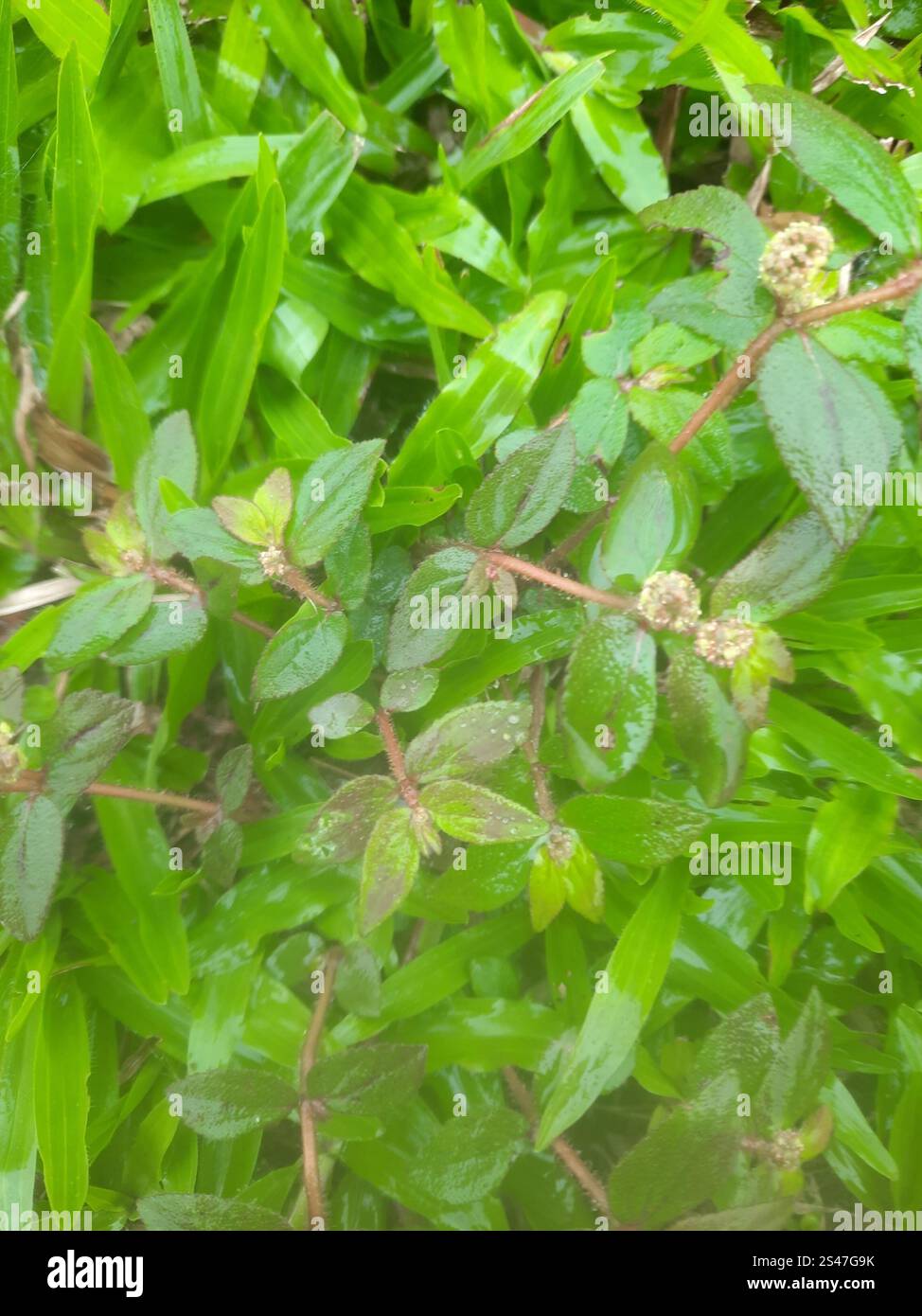 Asthma plant (Euphorbia hirta Stock Photo - Alamy