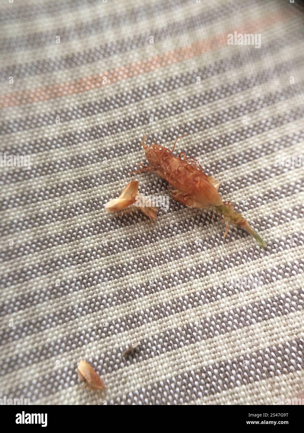 Hairy Fimbristylis (Fimbristylis puberula puberula Stock Photo - Alamy