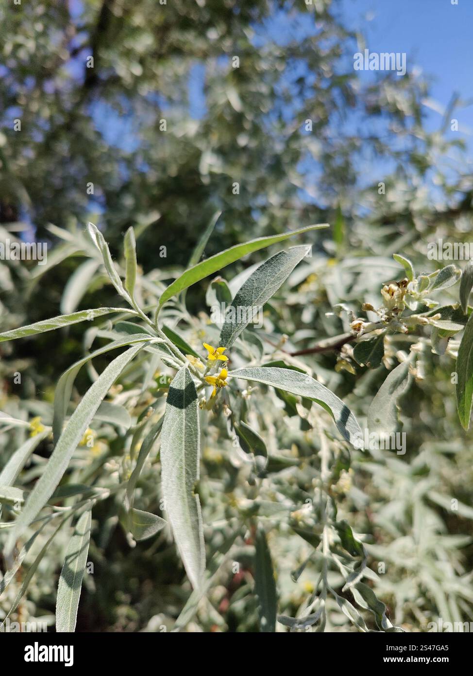 Russian olive (Elaeagnus angustifolia Stock Photo - Alamy