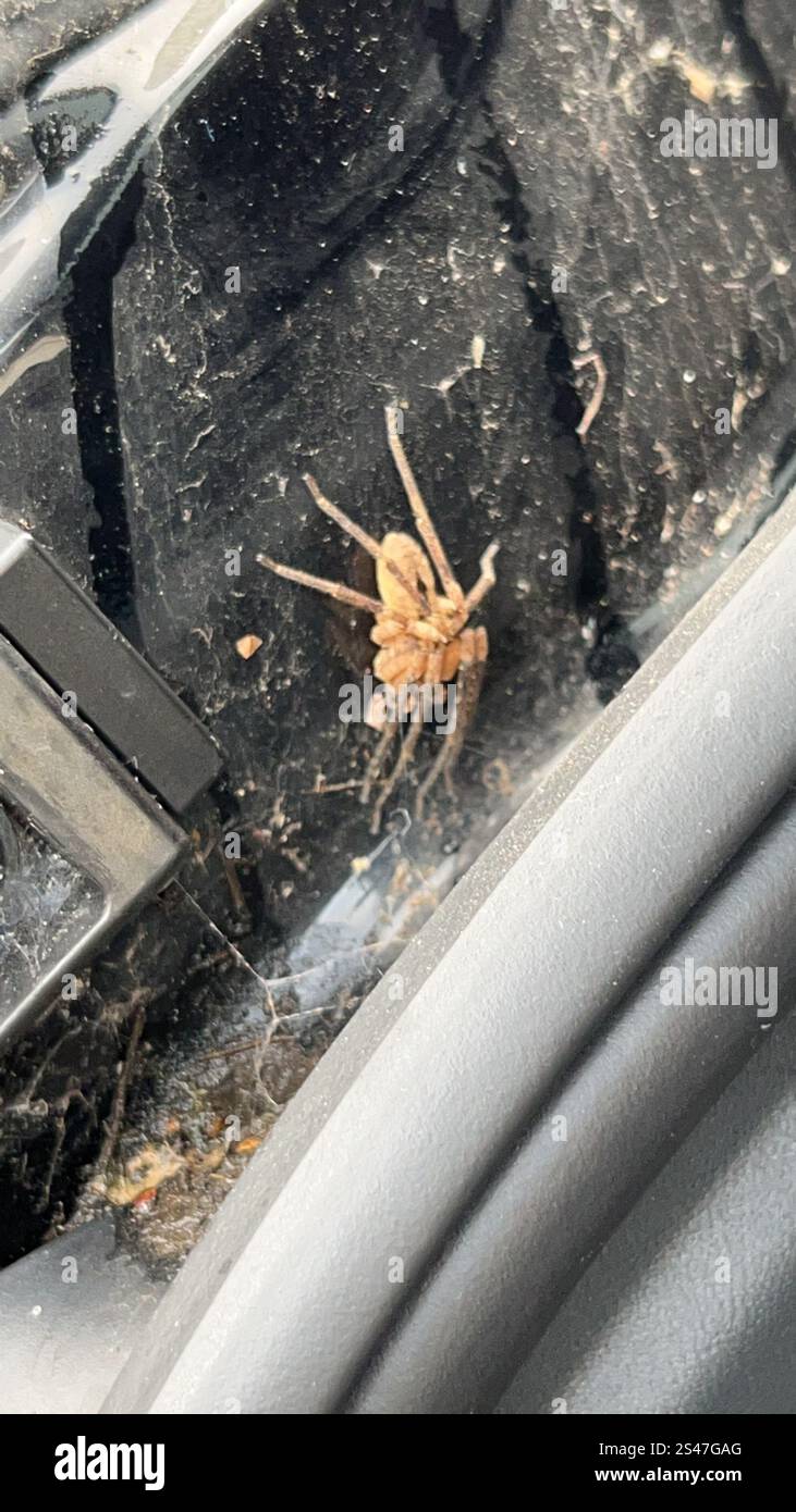 Mediterranean Spiny False Wolf Spider (Zoropsis spinimana Stock Photo ...