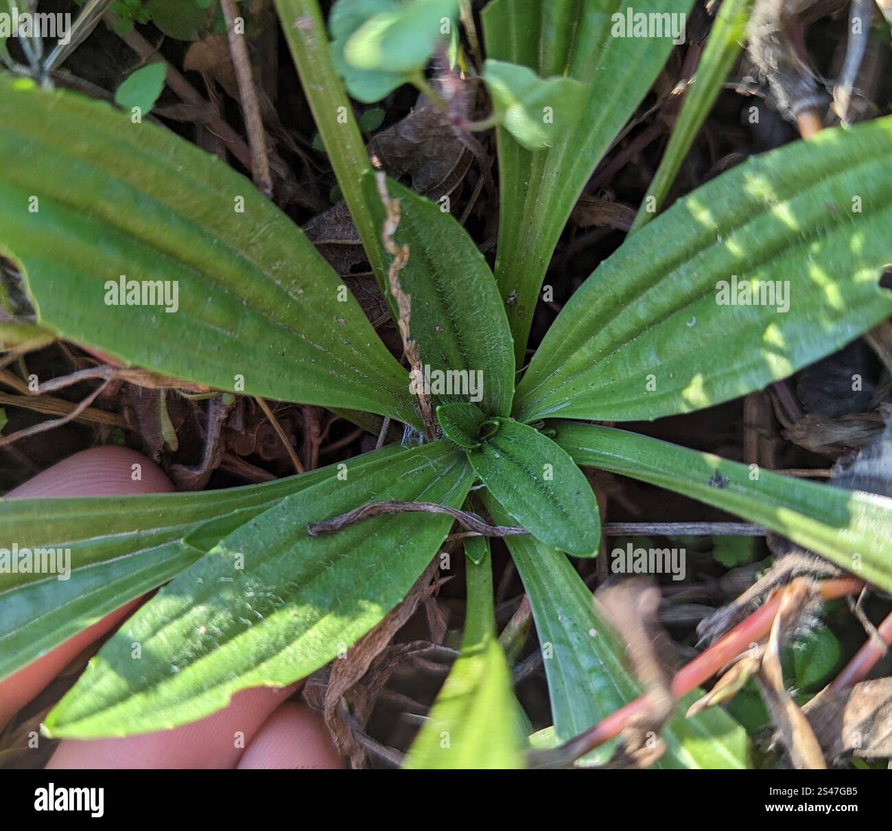 ribwort plantain (Plantago lanceolata Stock Photo - Alamy