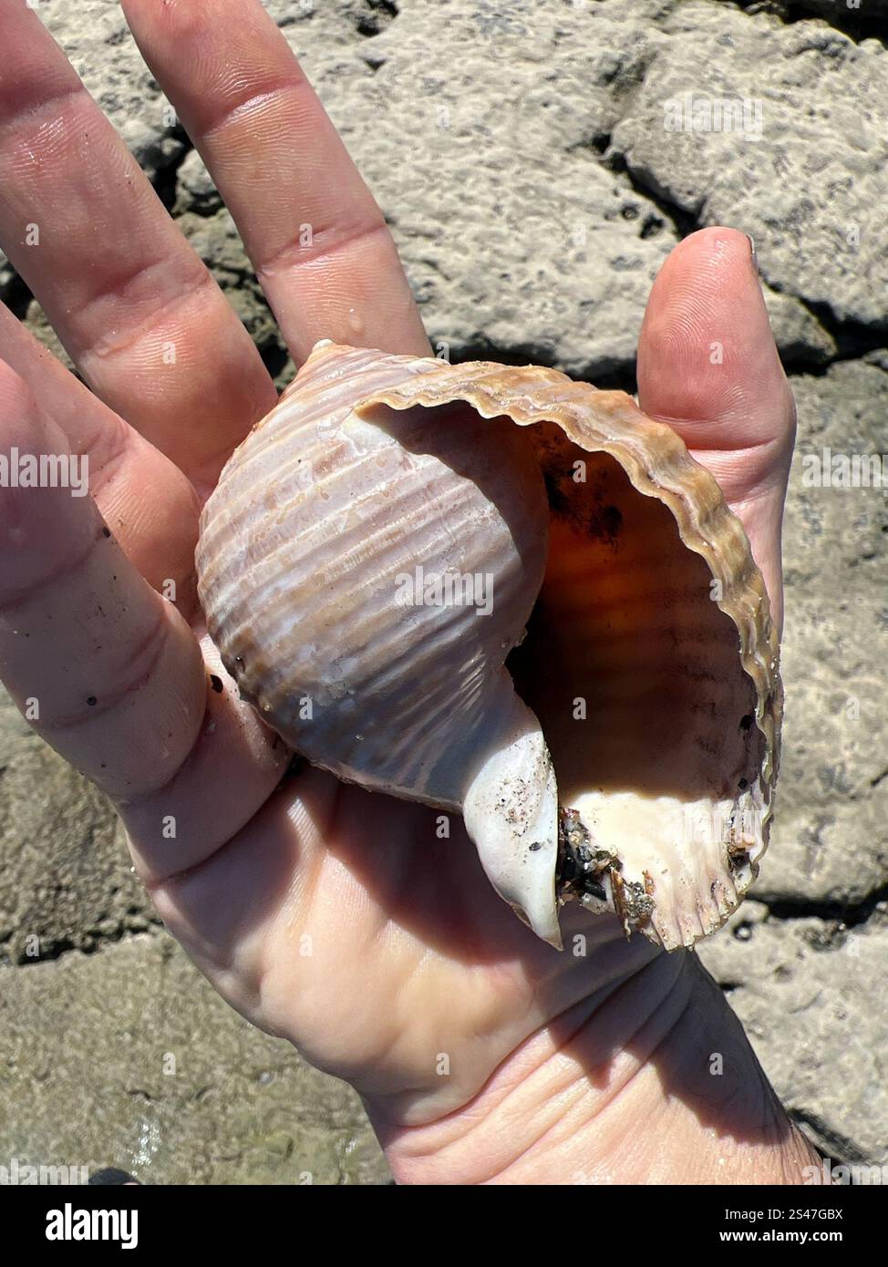 Grinning Tun Snail (Malea ringens Stock Photo - Alamy