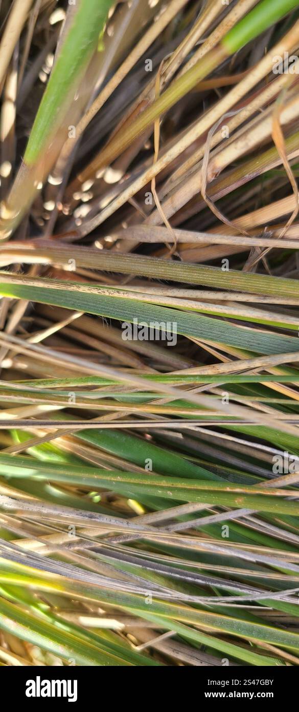Narrow-leaved Snow Tussock (Chionochloa rigida Stock Photo - Alamy