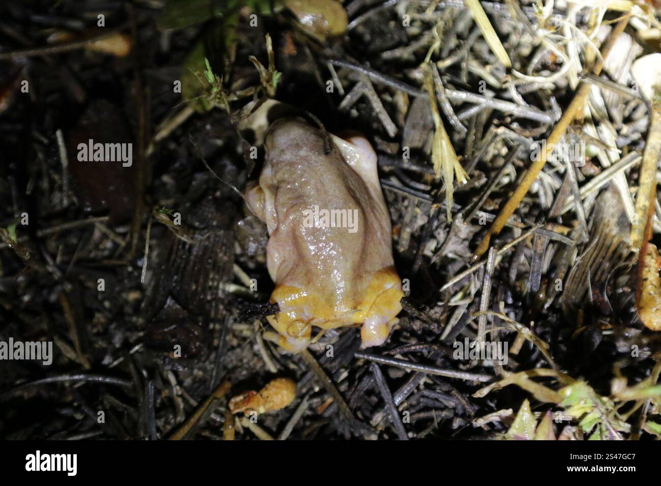 Turtle Frog (Myobatrachus gouldii Stock Photo - Alamy