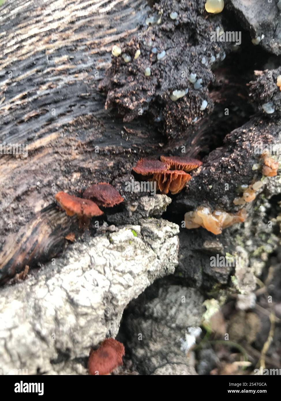 Fungi including lichens hi-res stock photography and images - Alamy