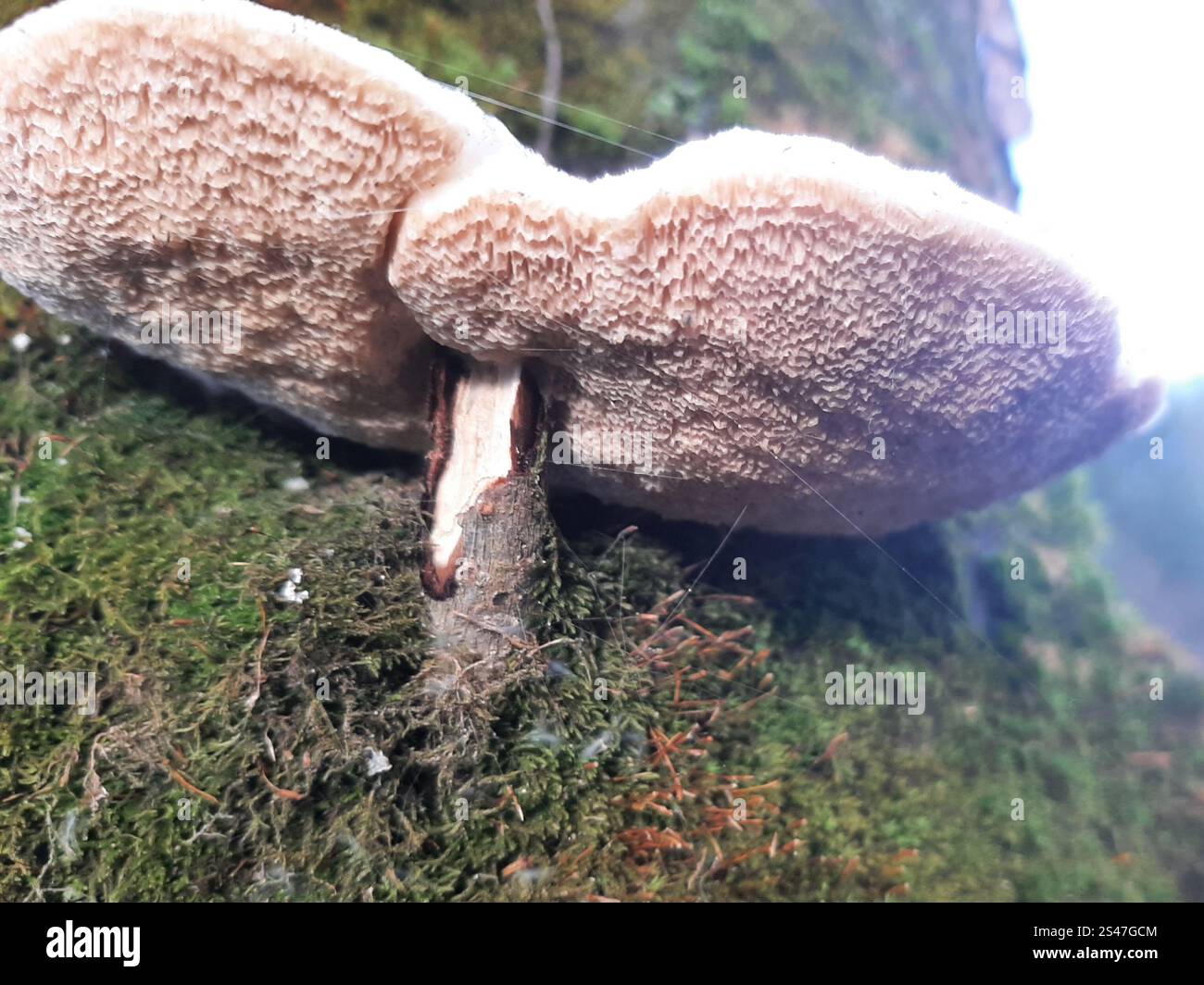 shelf fungi (Polyporales Stock Photo - Alamy