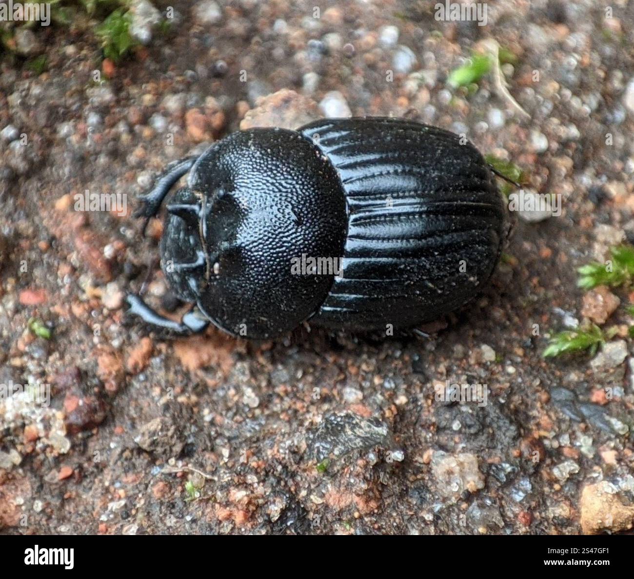 Dung Beetles (Scarabaeinae Stock Photo - Alamy