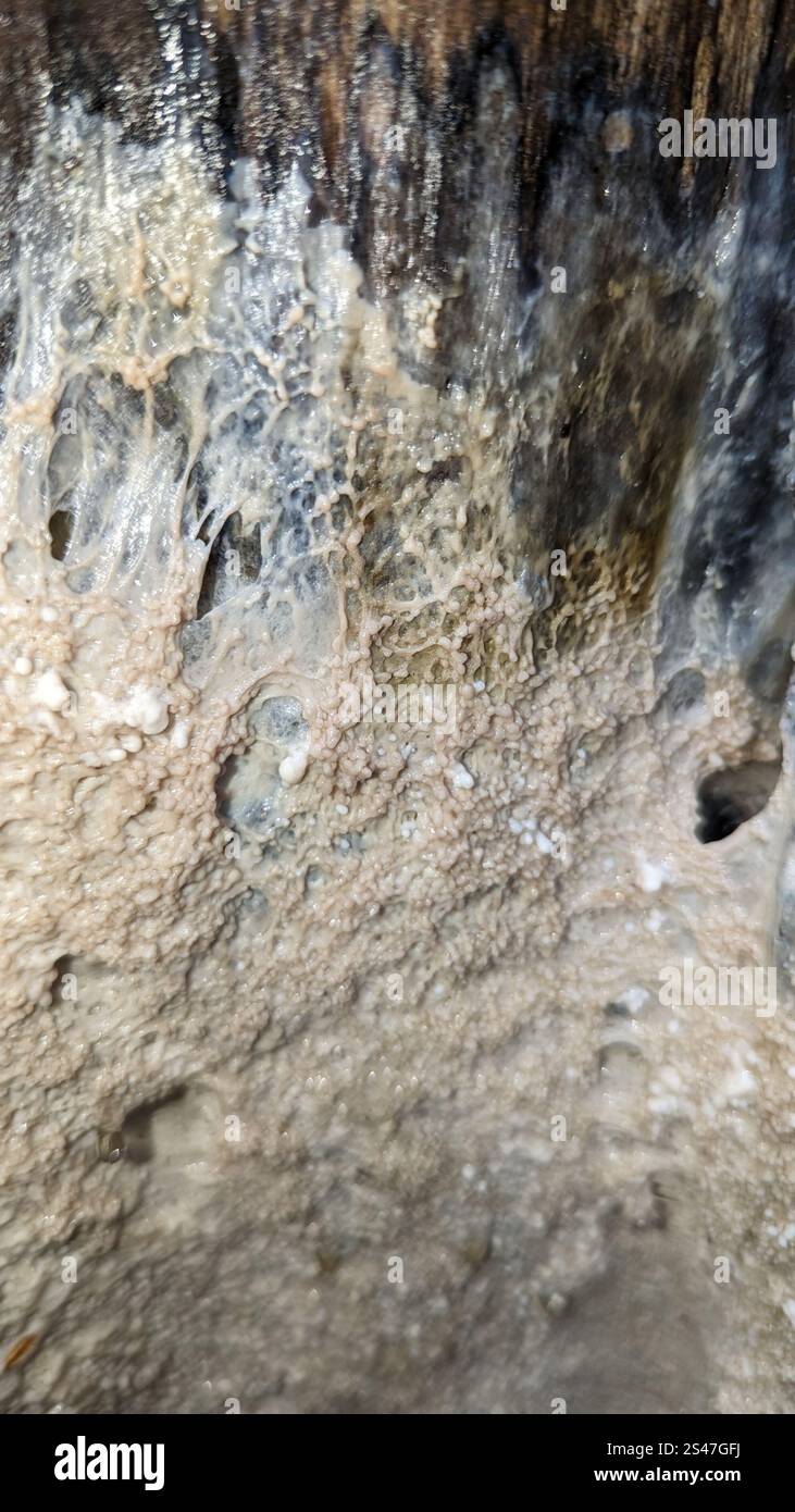 Tapioca Slime Mold (Brefeldia maxima Stock Photo - Alamy