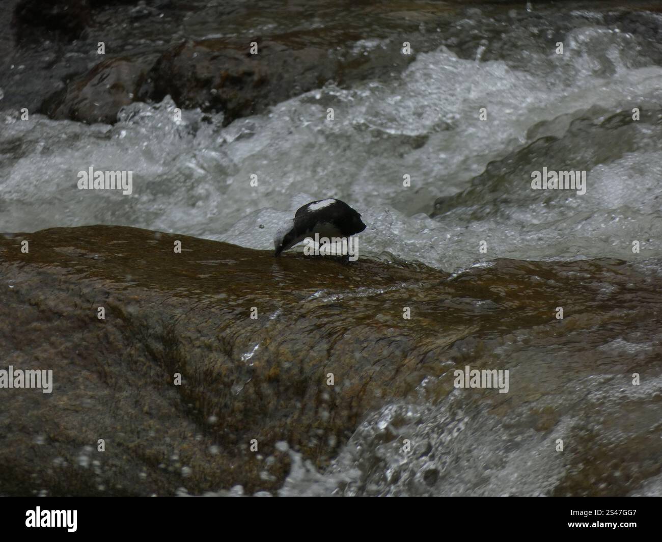 White-capped Dipper (Cinclus leucocephalus Stock Photo - Alamy