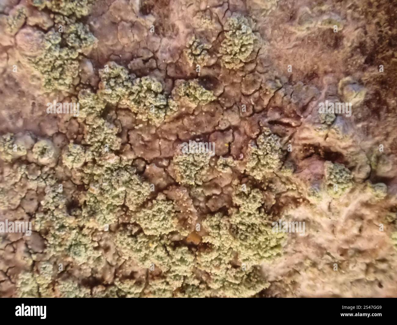 rim lichens, disc lichens, and allies (Lecanoraceae Stock Photo - Alamy