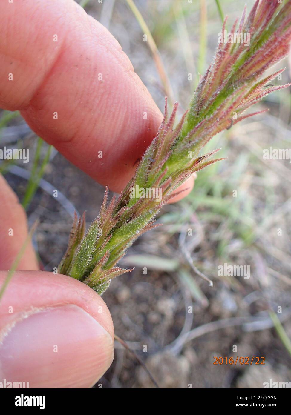 Elegant Witchweed (Striga elegans Stock Photo - Alamy