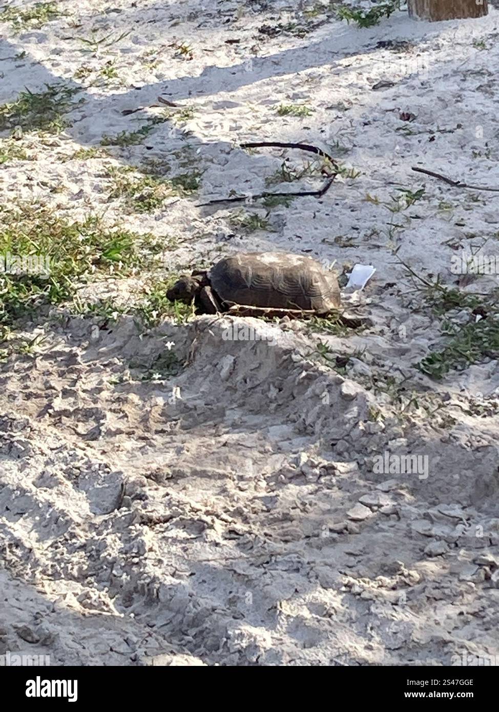 Gopher Tortoise (Gopherus polyphemus Stock Photo - Alamy