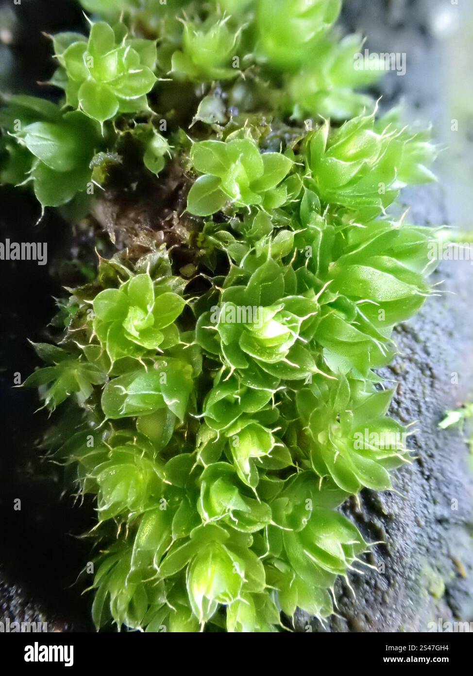 Capillary Thread-moss (Ptychostomum capillare Stock Photo - Alamy