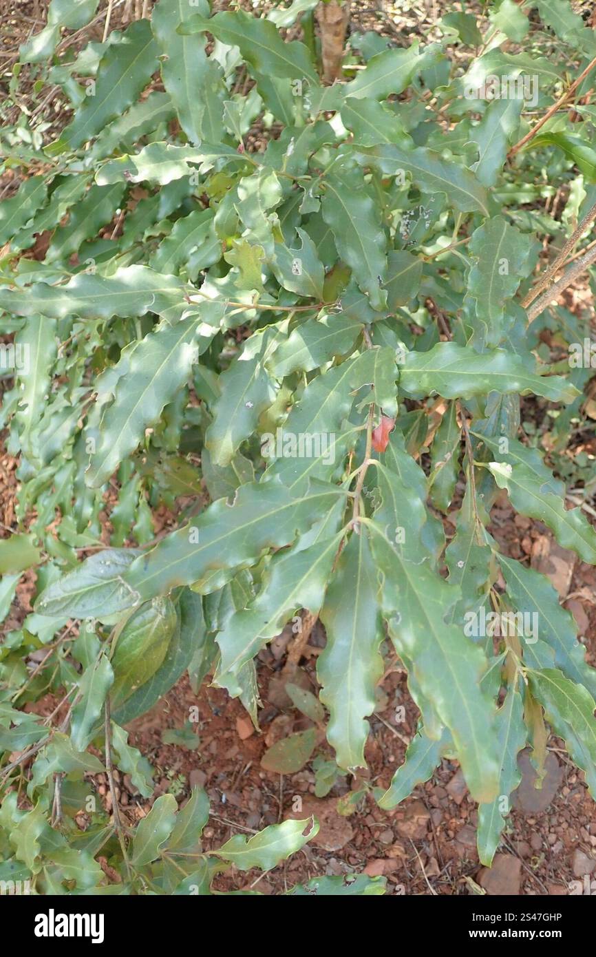 Magic Gwarrie (Euclea divinorum Stock Photo - Alamy