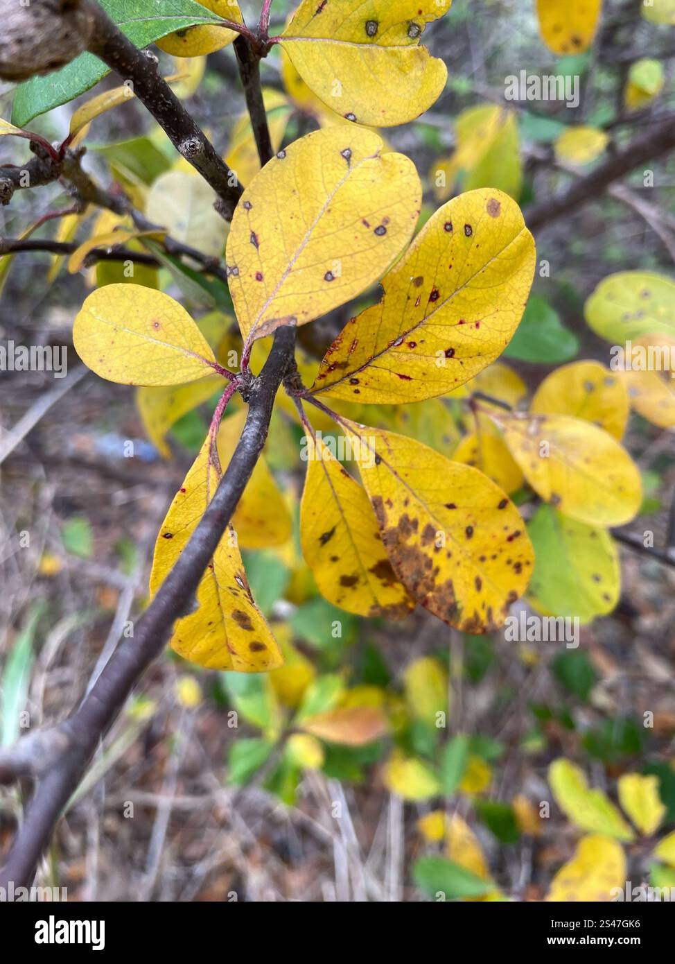 Gum bumelia (Sideroxylon lanuginosum Stock Photo - Alamy