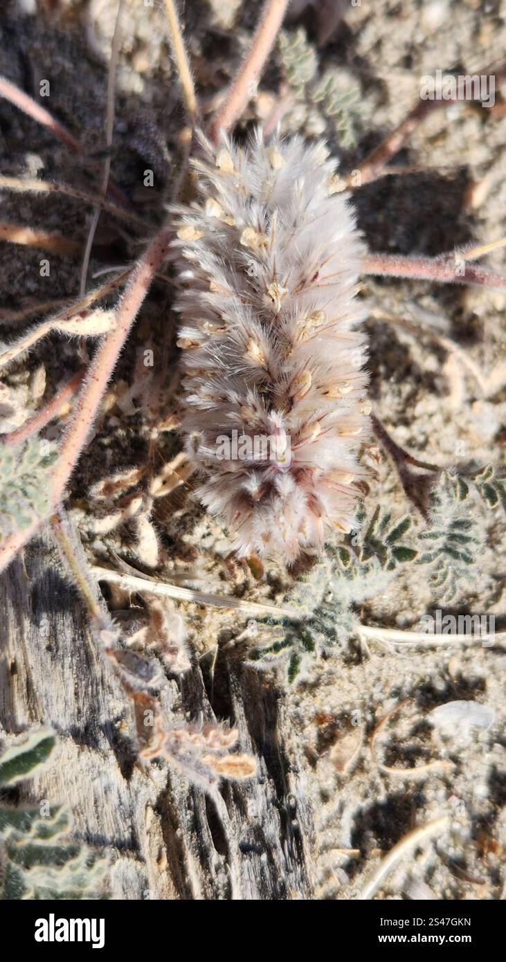 soft prairie clover (Dalea mollissima Stock Photo - Alamy
