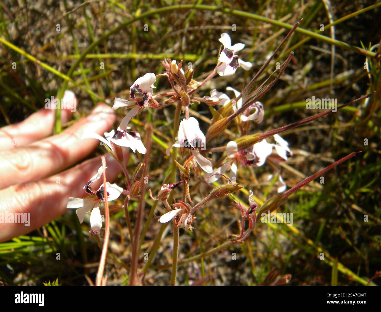 Sand Storksbill (Pelargonium psammophilum Stock Photo - Alamy