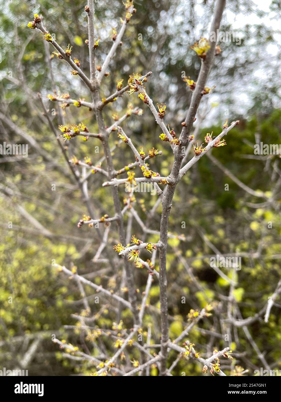 Stretchberry (Forestiera pubescens Stock Photo - Alamy