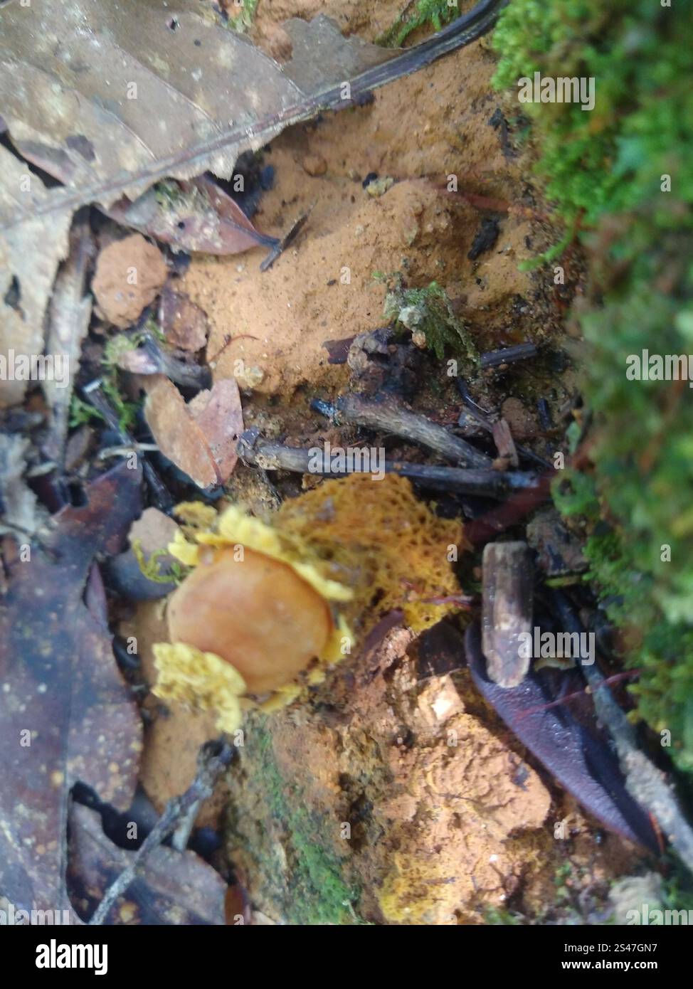 Calostoma lutescens hi-res stock photography and images - Alamy