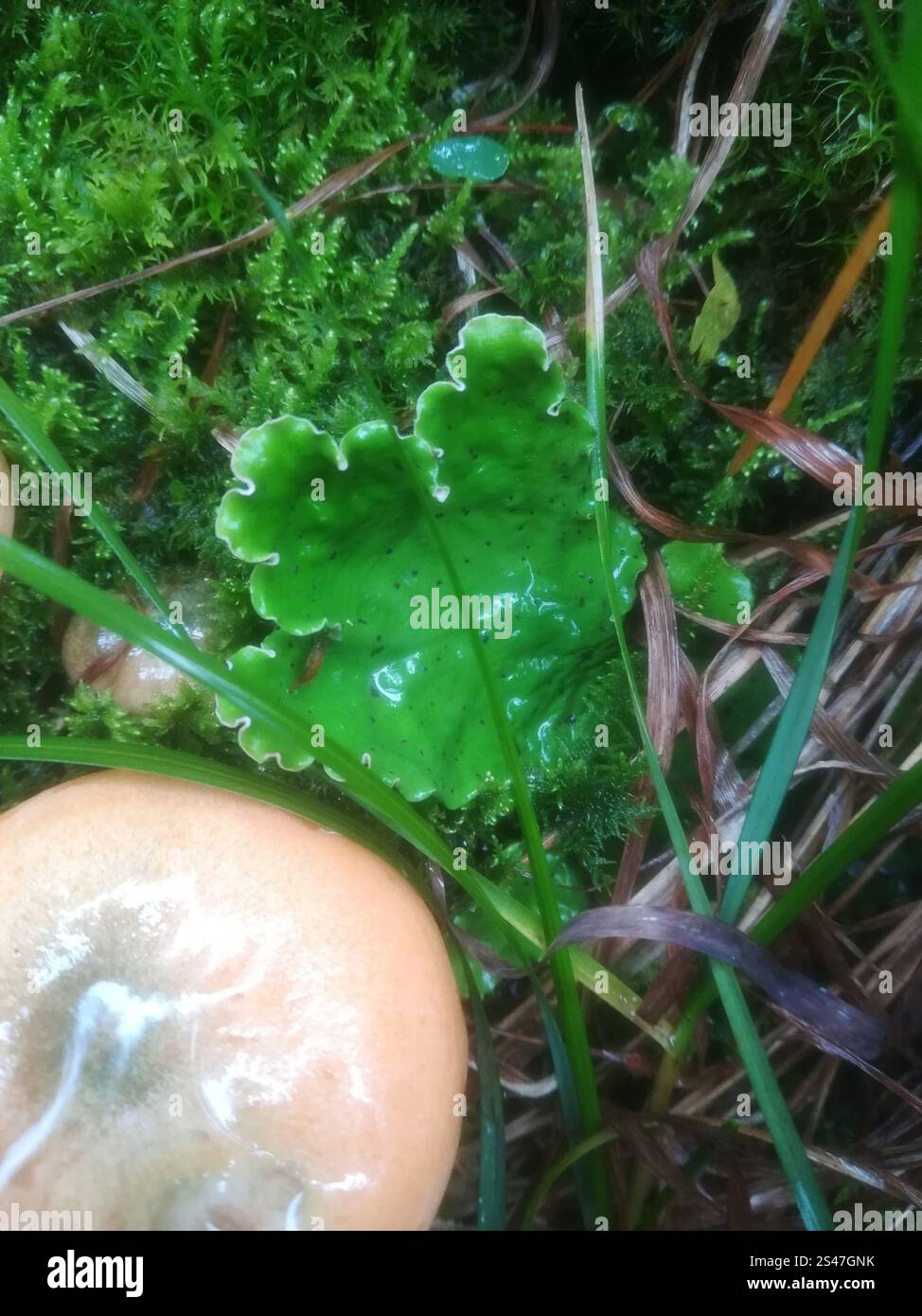freckled pelt lichen (Peltigera aphthosa Stock Photo - Alamy