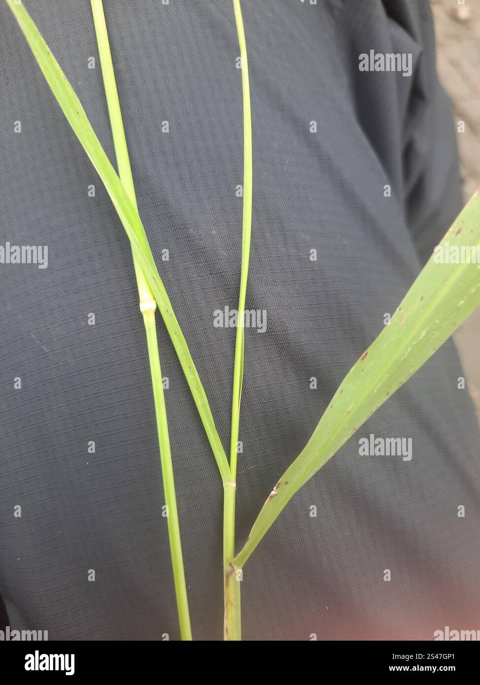 guinea grass (Megathyrsus maximus Stock Photo - Alamy