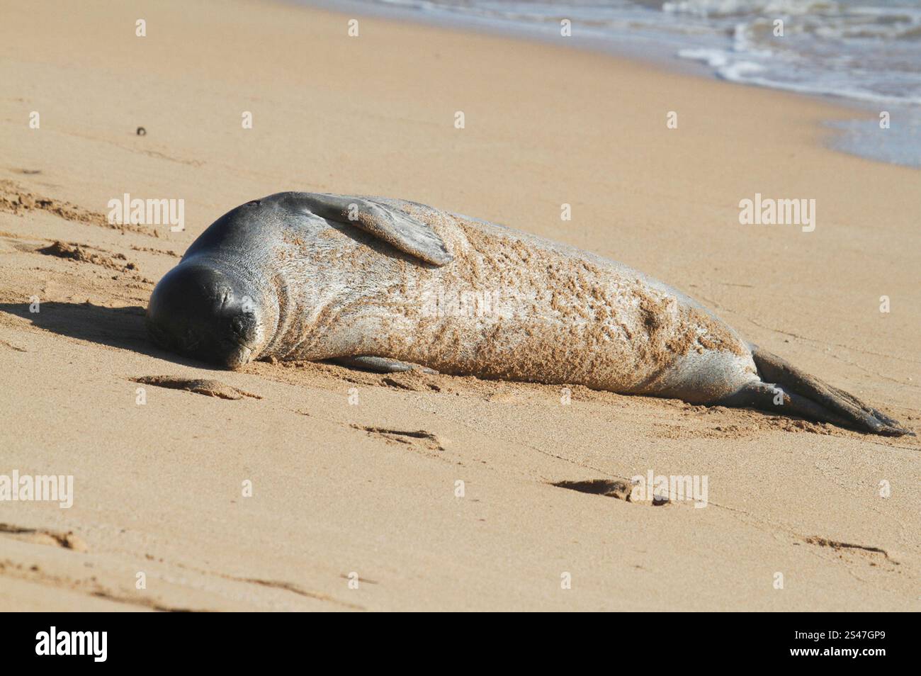 Hawaiian Monk Seal (Neomonachus schauinslandi Stock Photo - Alamy