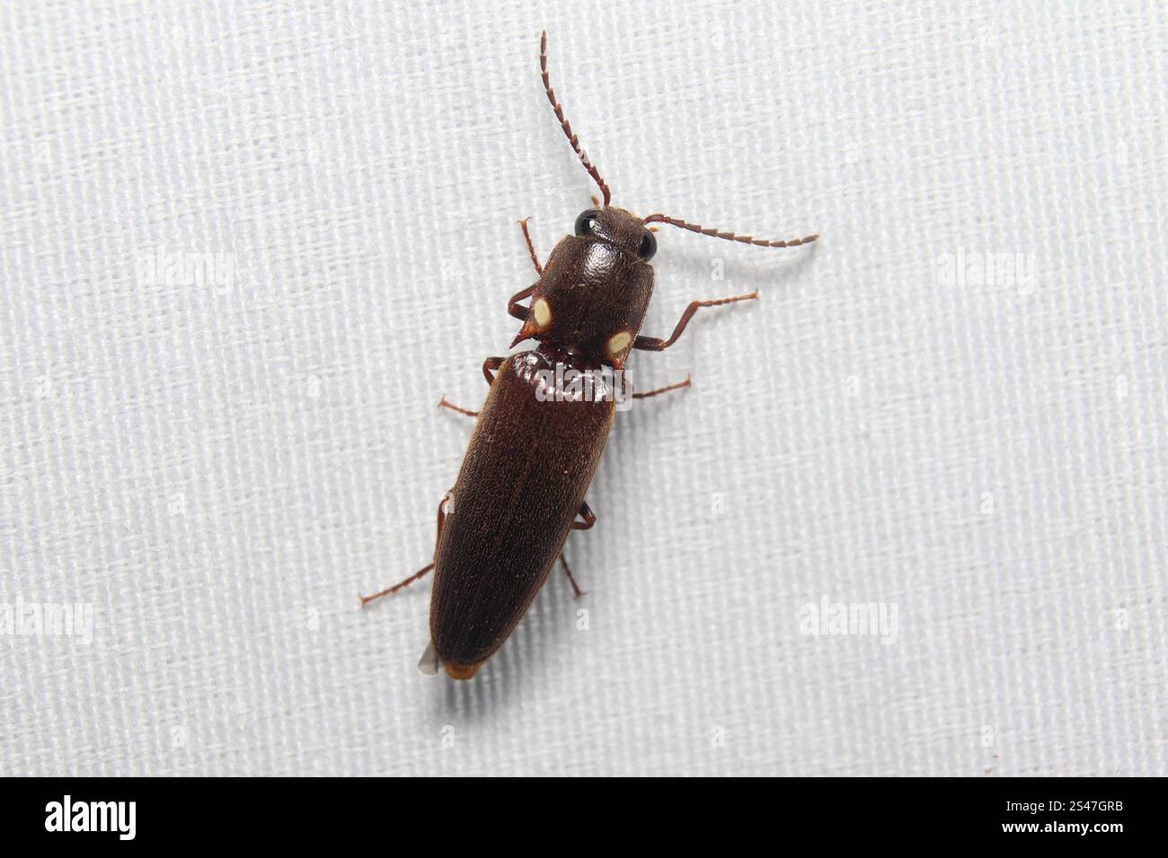 Headlight Beetles (Pyrophorini Stock Photo - Alamy