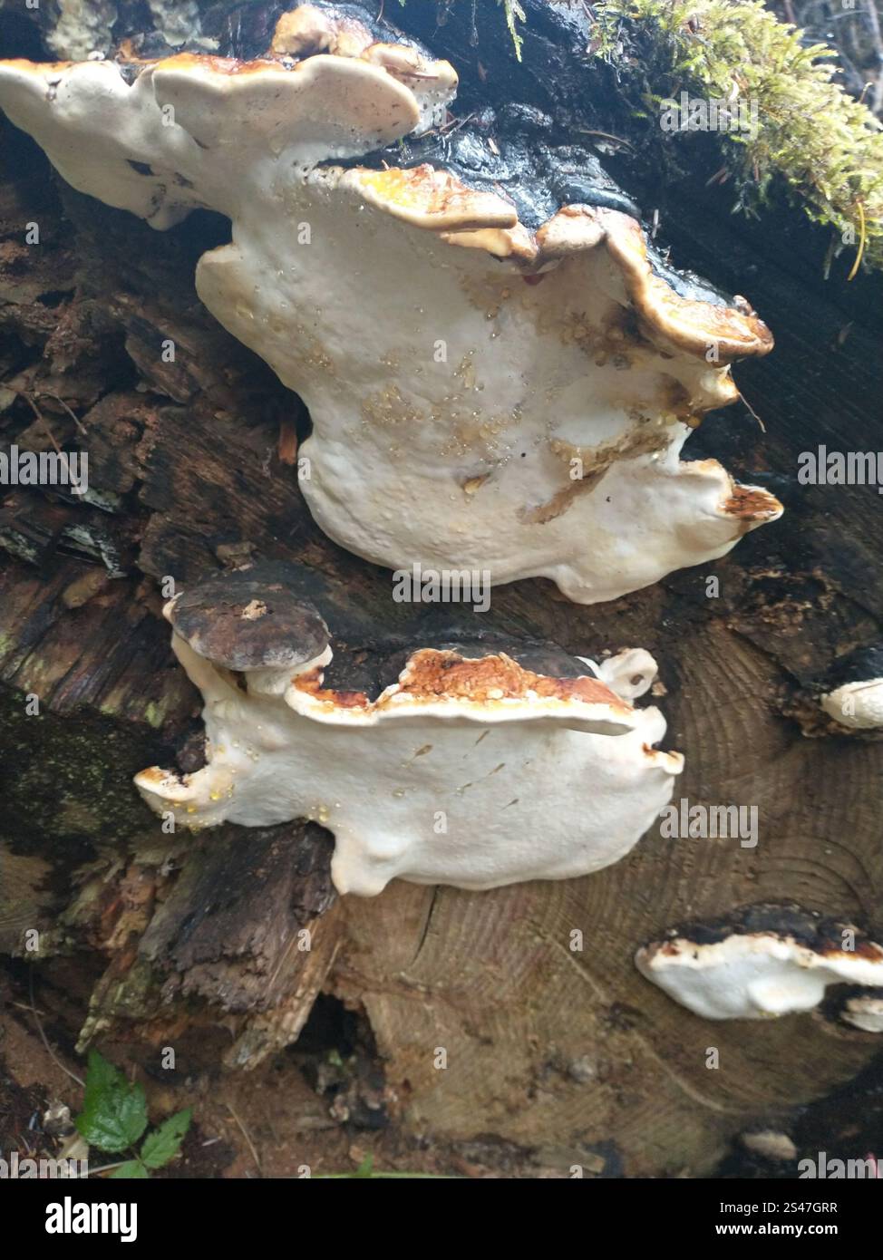Red-banded Conks (Fomitopsis pinicola Stock Photo - Alamy