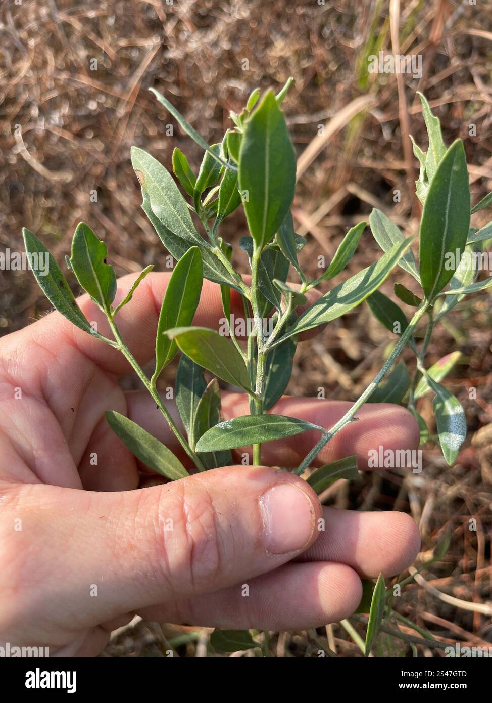 groundsel tree (Baccharis halimifolia Stock Photo - Alamy
