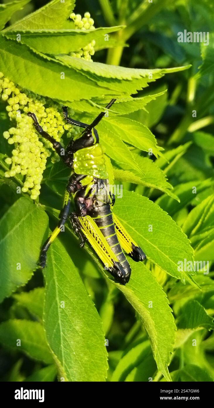Leprous Milkweed Locust (Phymateus leprosus Stock Photo - Alamy