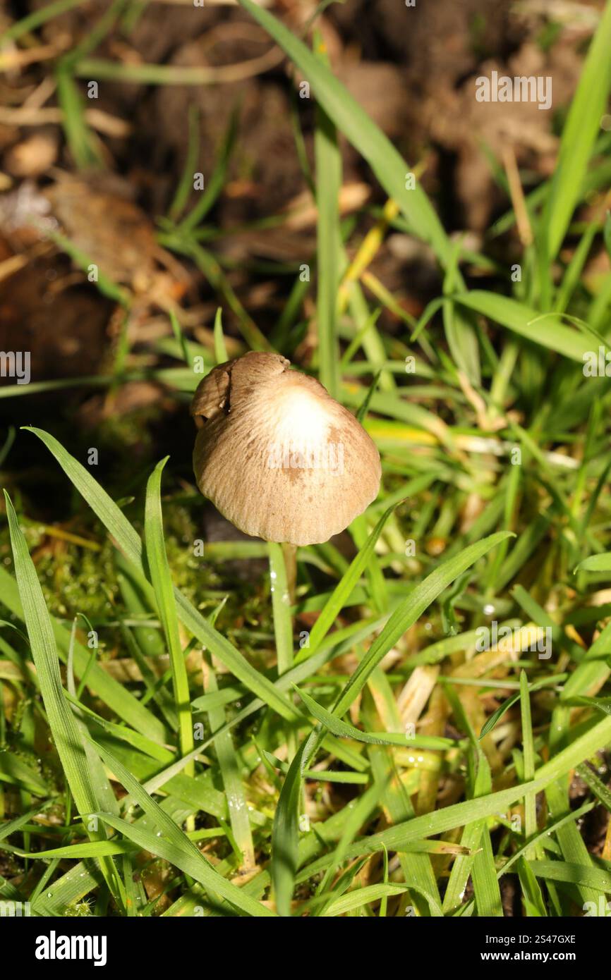 milky conecap (Conocybe apala Stock Photo - Alamy