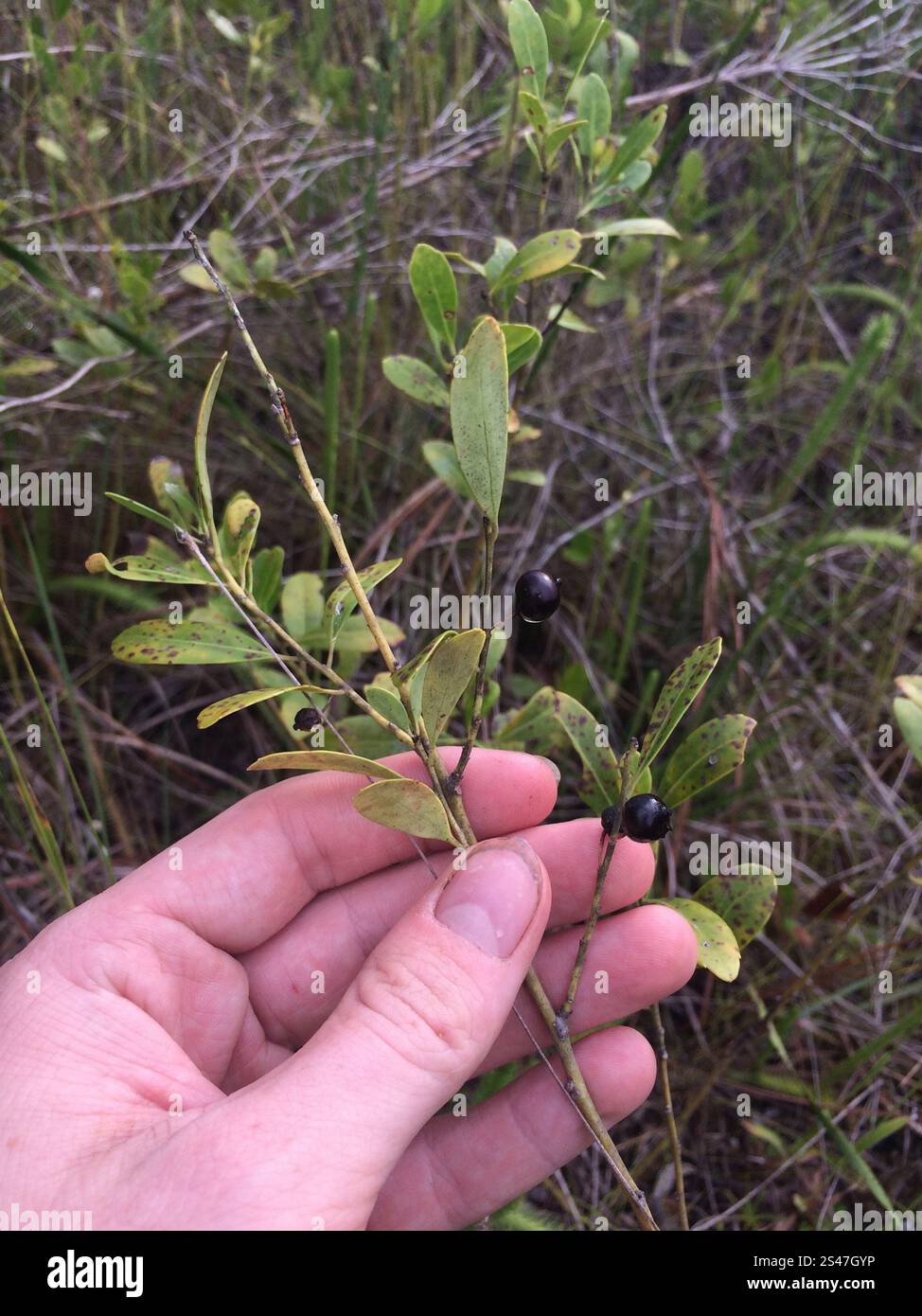 gallberry (Ilex glabra Stock Photo - Alamy