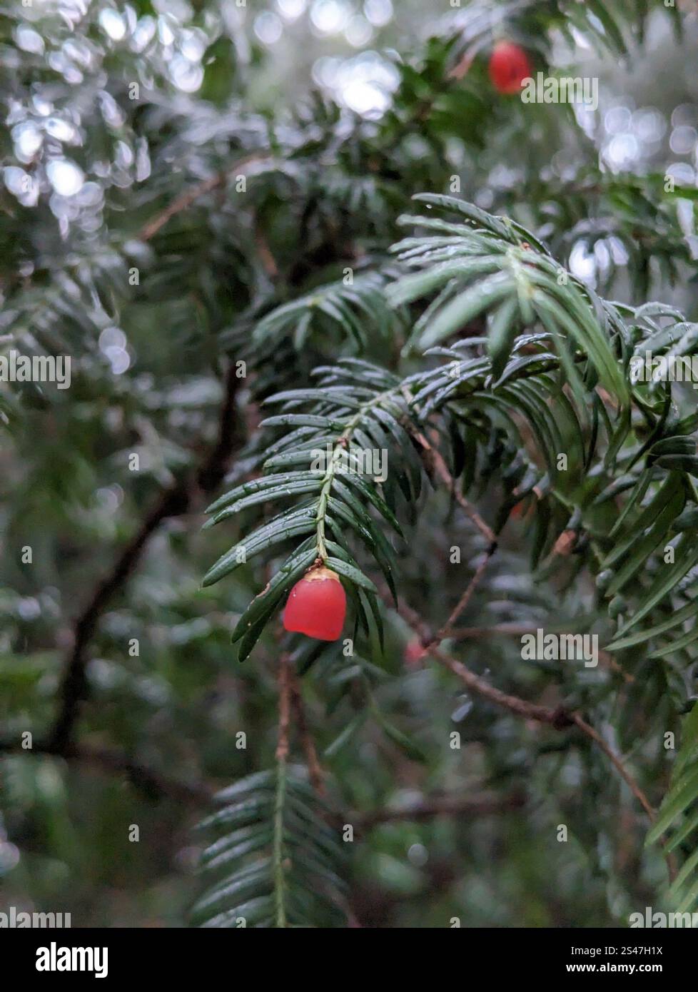 Pacific yew (Taxus brevifolia Stock Photo - Alamy