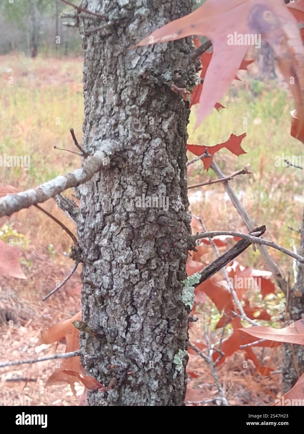 American turkey oak (Quercus laevis Stock Photo - Alamy
