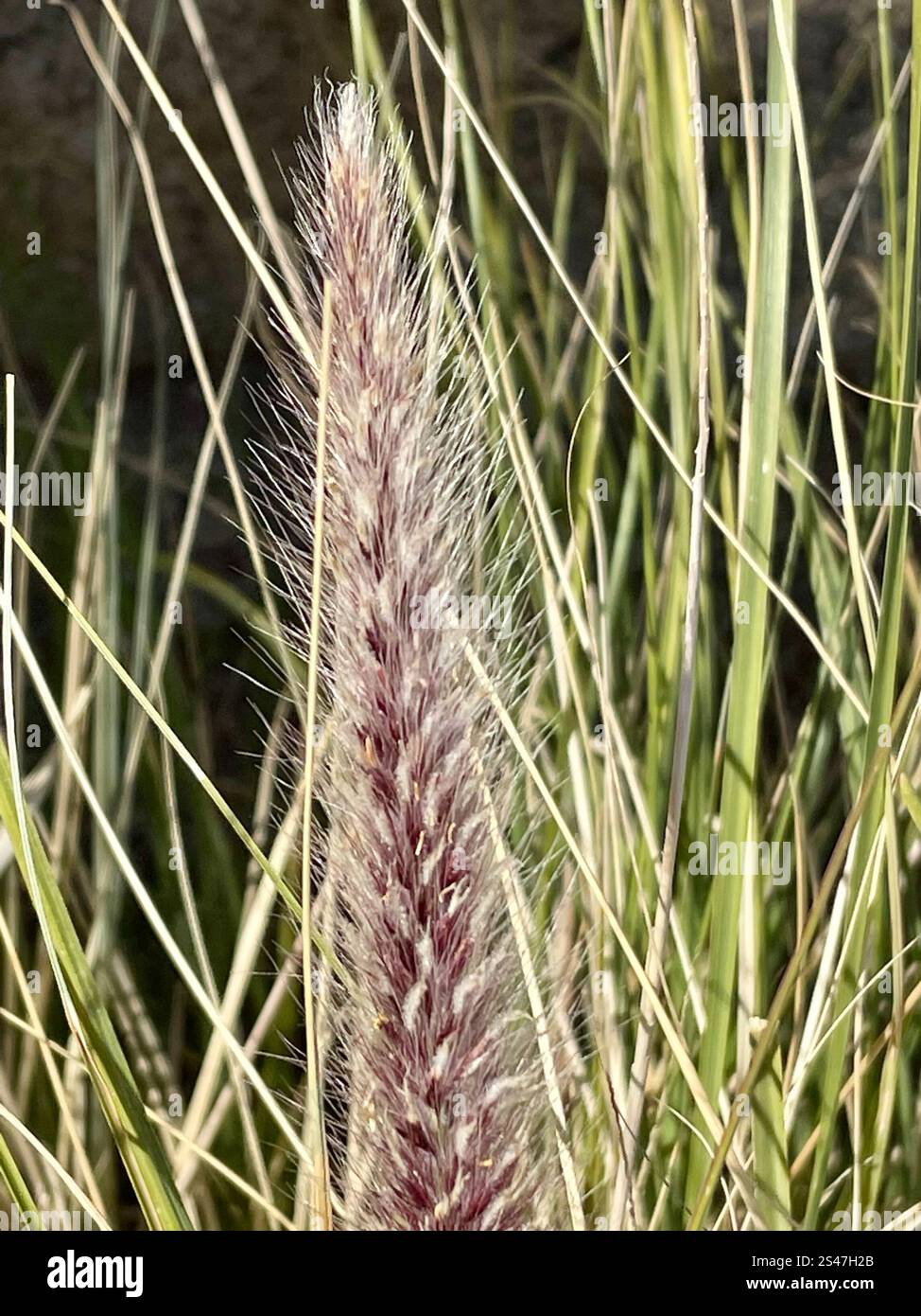Fountain Grass (Cenchrus setaceus Stock Photo - Alamy