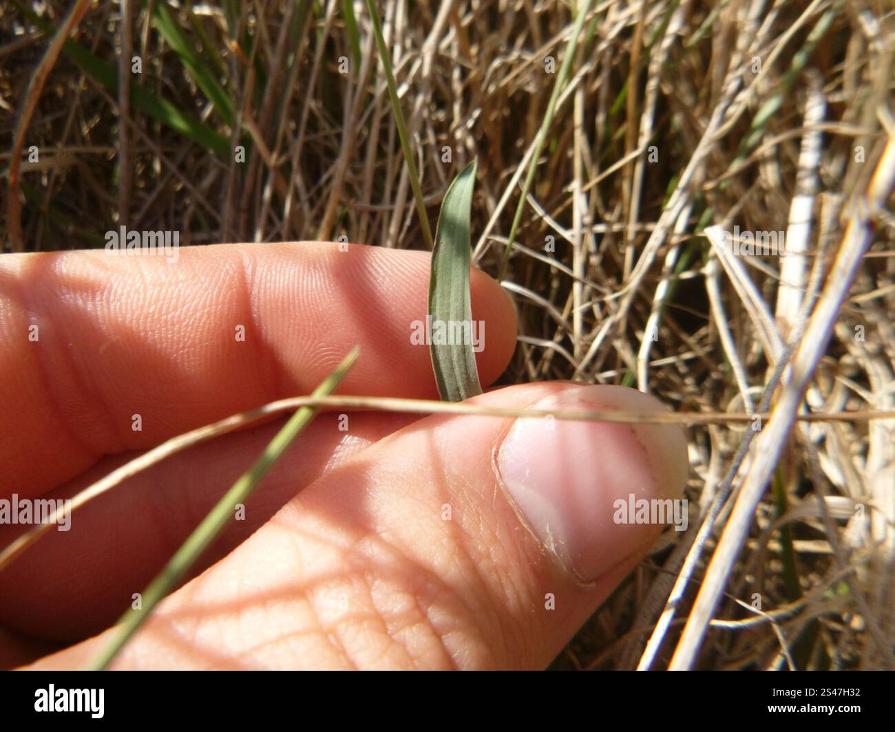 Sickle-leaved Hare's-ear (Bupleurum falcatum Stock Photo - Alamy