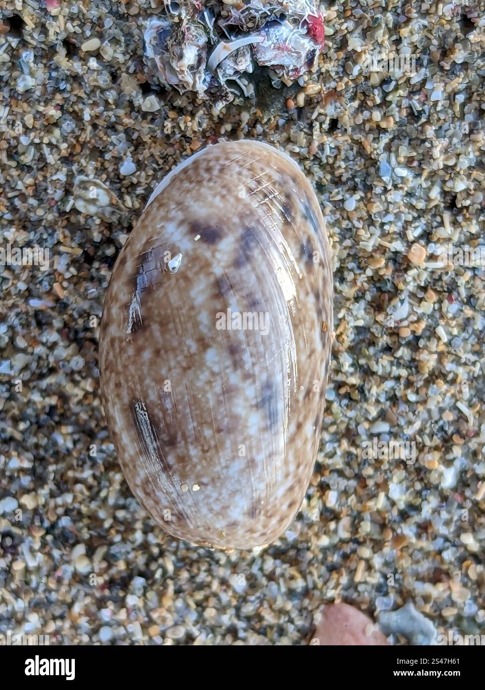 Common West Indian Bubble (Bulla occidentalis Stock Photo - Alamy