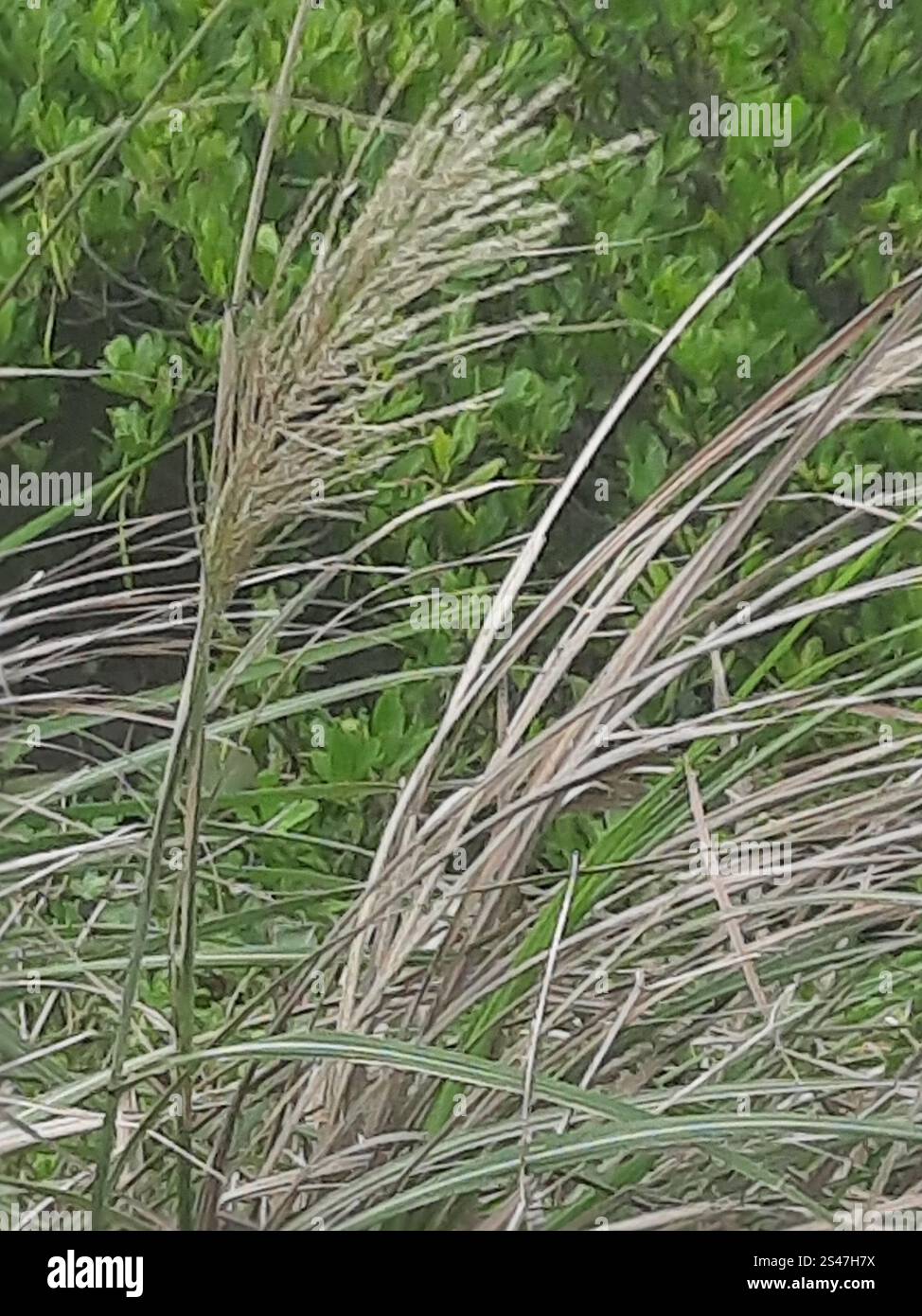 Chinese silver grass (Miscanthus sinensis Stock Photo - Alamy