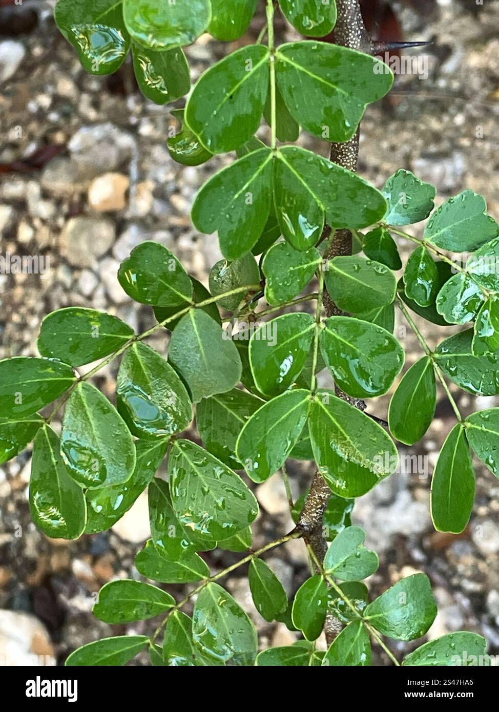 Haematoxylum campechianum hi-res stock photography and images - Alamy