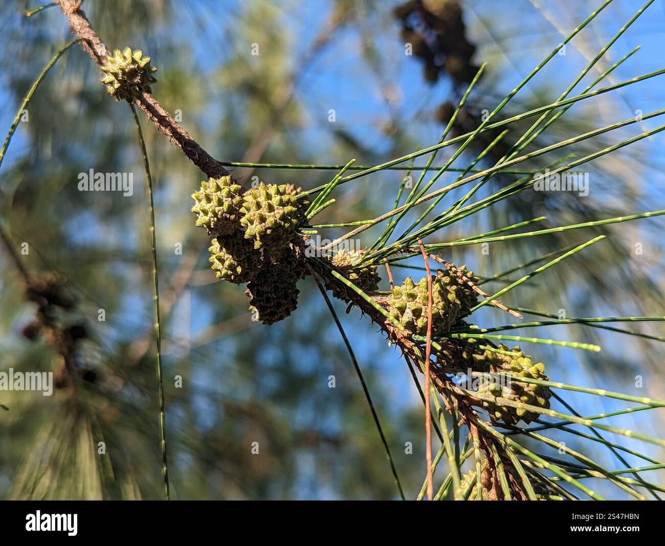 Beach Sheoak (Casuarina equisetifolia Stock Photo - Alamy