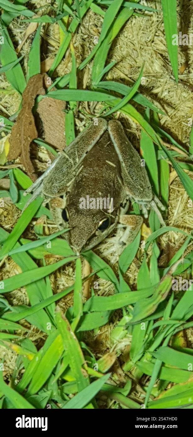 Broad-palmed Rocket Frog (Litoria latopalmata Stock Photo - Alamy