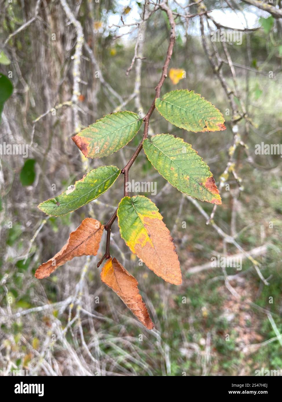 Cedar Elm (Ulmus crassifolia Stock Photo - Alamy